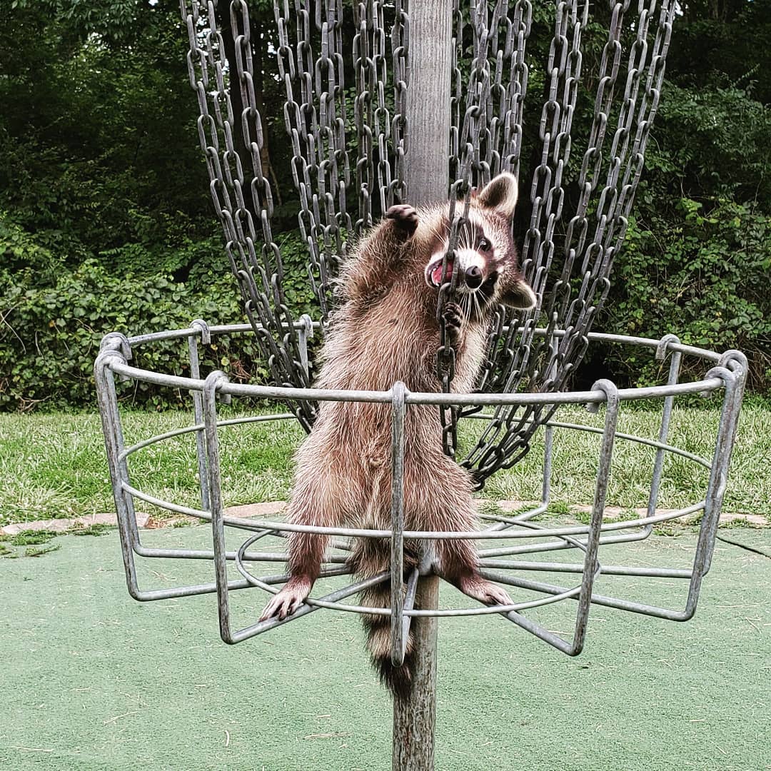 Monthly Dime: Ten Things We Loved In July - Ultiworld Disc Golf